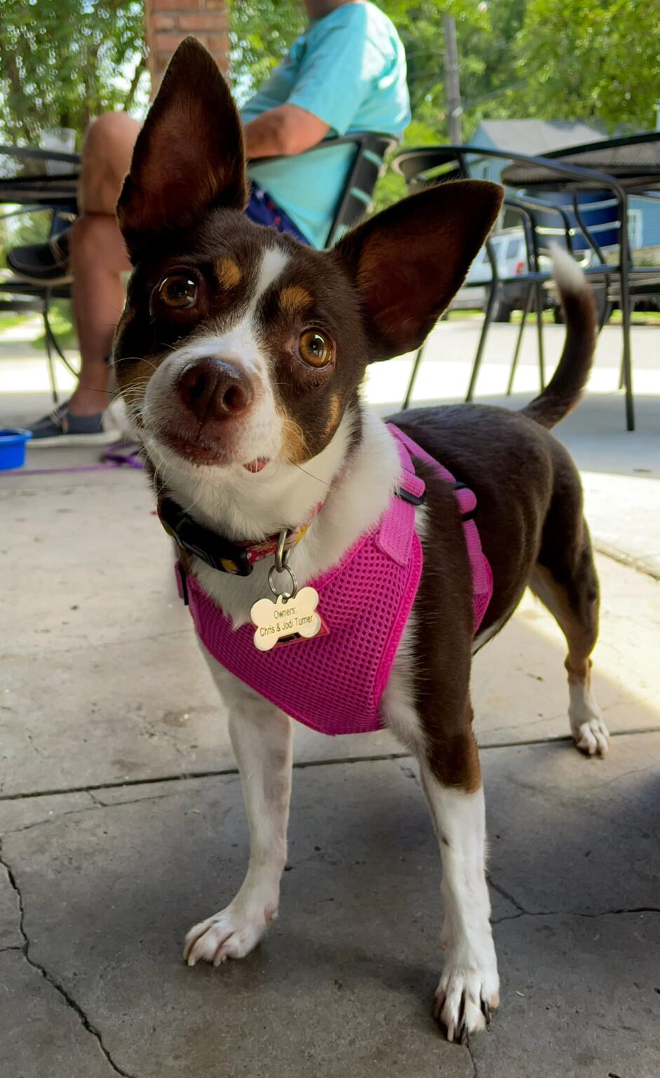 Dogs of Callaghan's | Photo Gallery | Callaghan's Irish Social Club ...